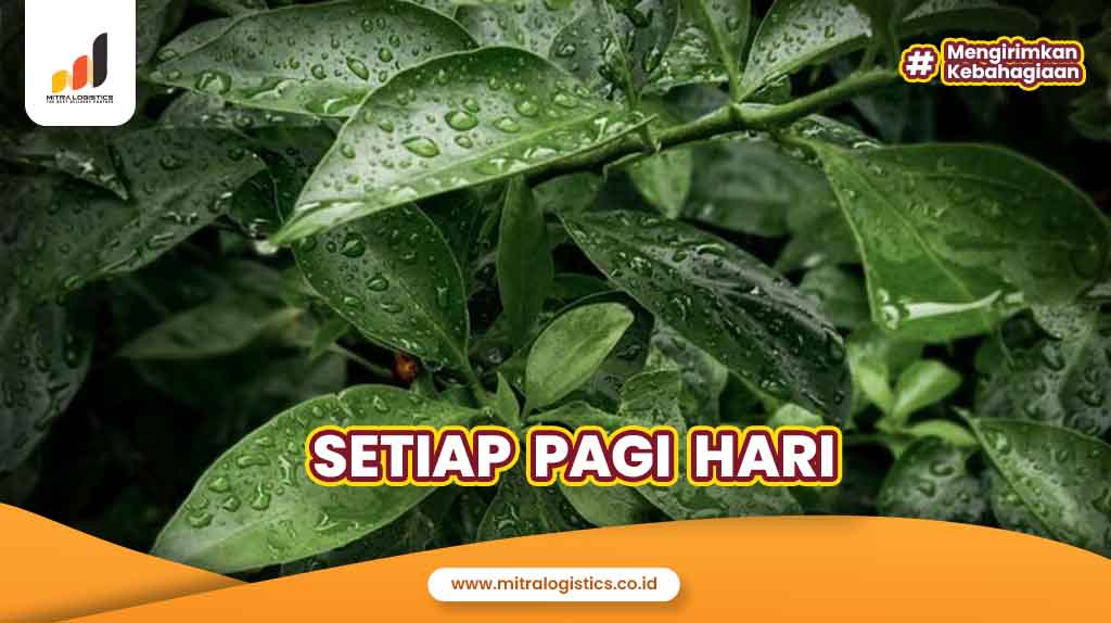 Jadwal Waktu Terbaik untuk Siram Tanaman, Yuk Ketahui!